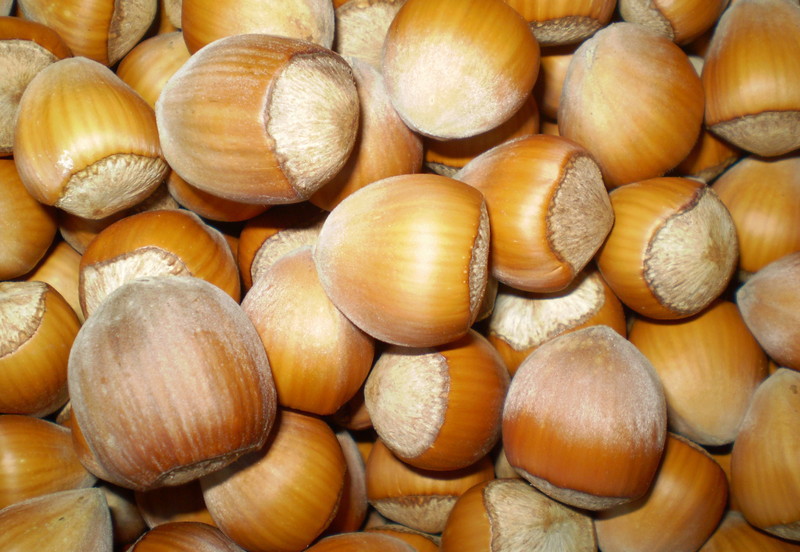 Bayern-Haselnuss Mayer - Startseite